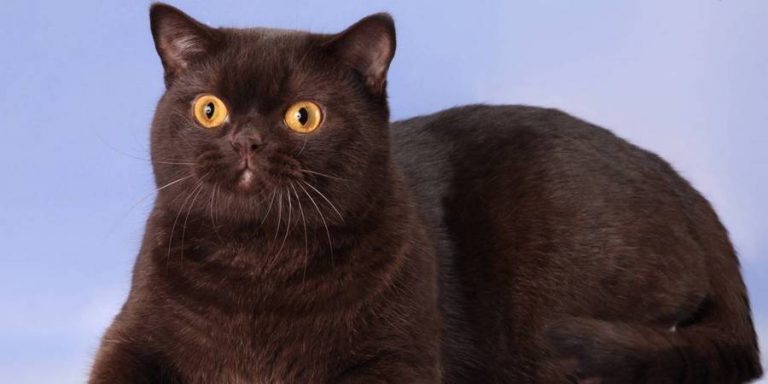 The stunning variety of Scottish cats colors and patterns ~ Scottish ...