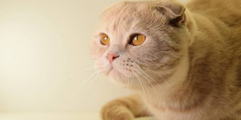 The stunning variety of Scottish cats colors and patterns ~ Scottish ...