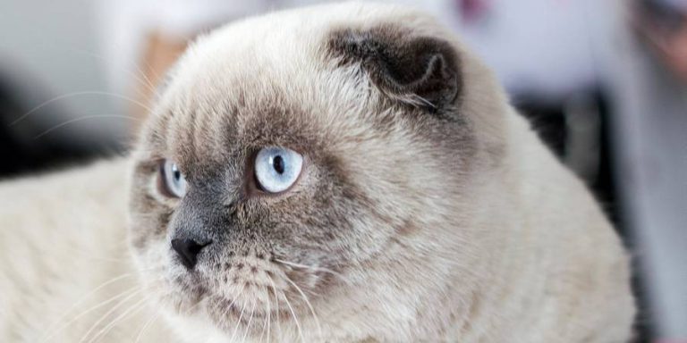 The stunning variety of Scottish cats colors and patterns ~ Scottish ...