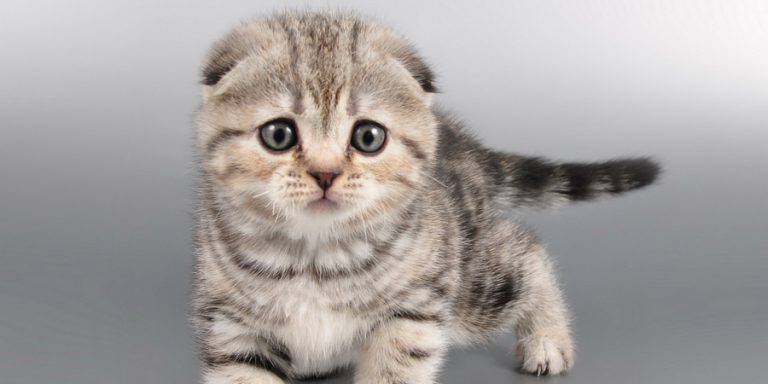 9 Amazing facts about Scottish Fold Cats ~ Scottish Fold and Scottish ...